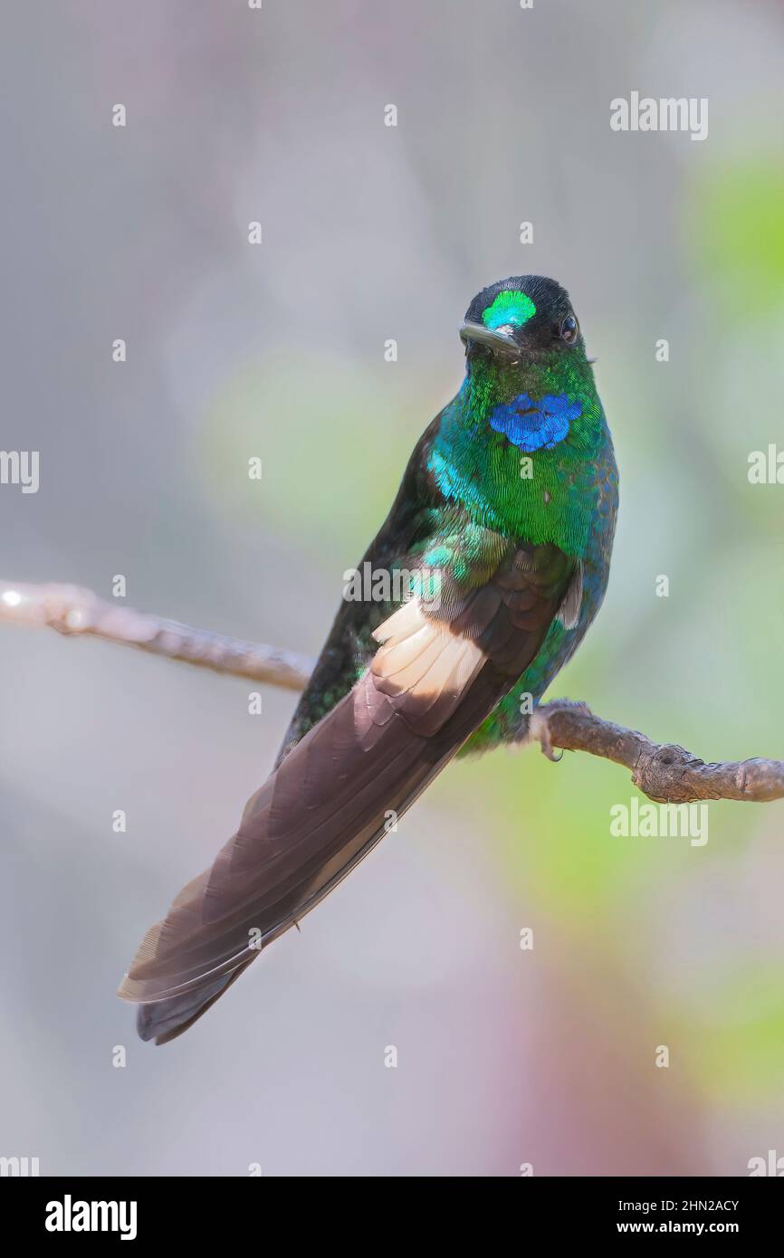 Buff-winged Starfrontlet (Coeligena lutetiae) perched on branch ...