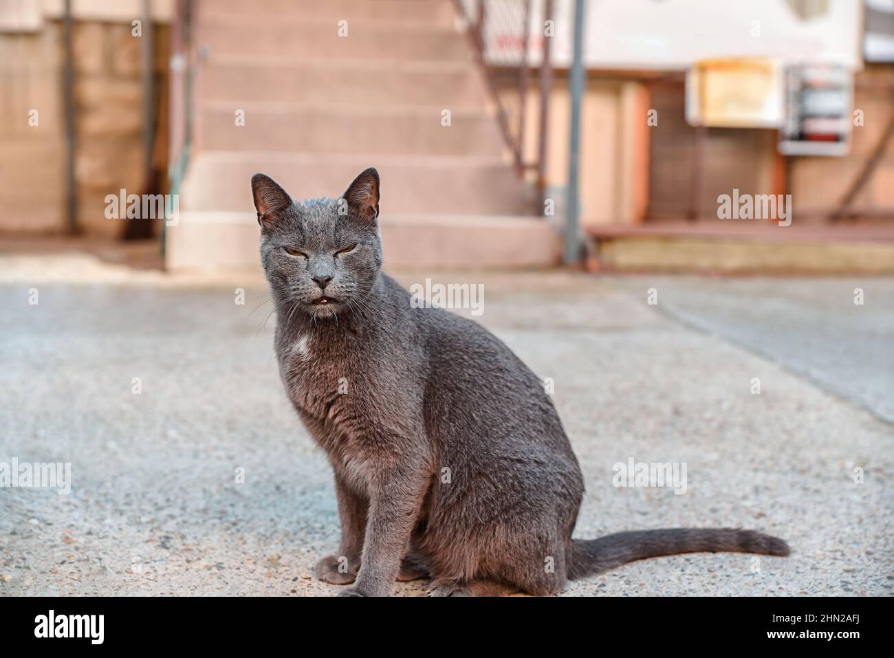 Gray Russian blue cat with closed eyes in the house yard Stock Photo ...