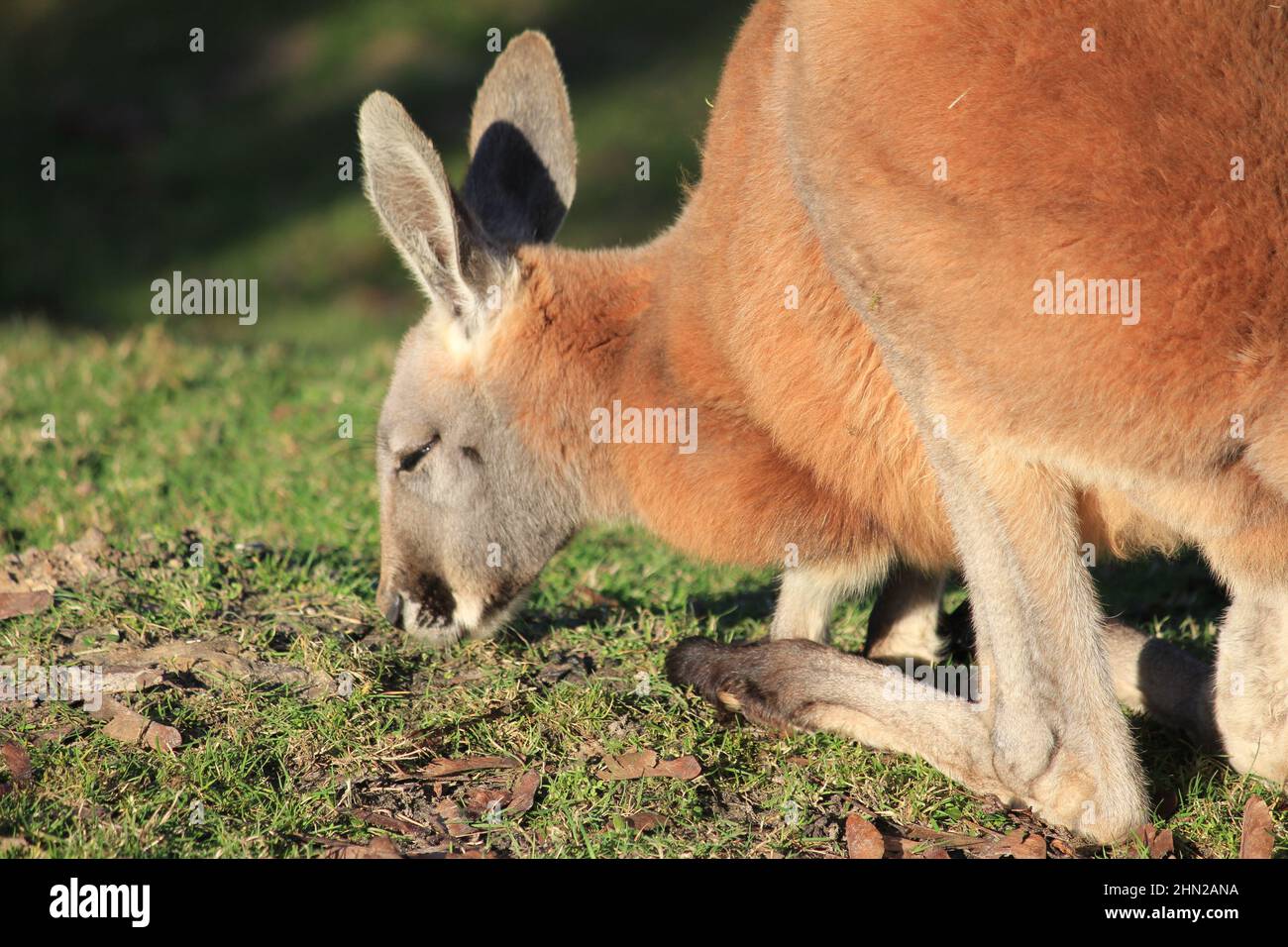 Red kangaroo in Overloon zoo Stock Photo - Alamy