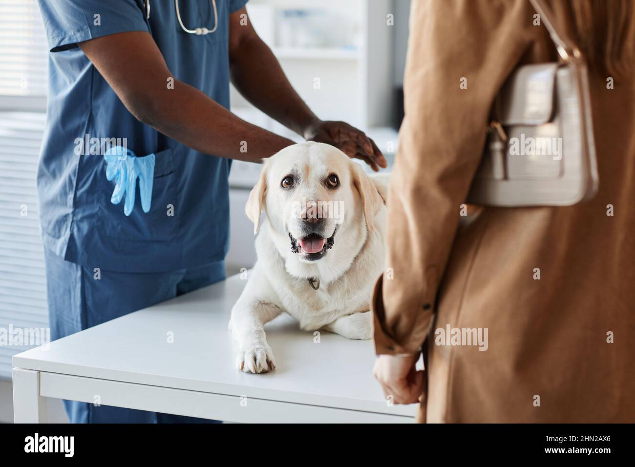 Domestic purebred labrador lying on medical table during examination ...