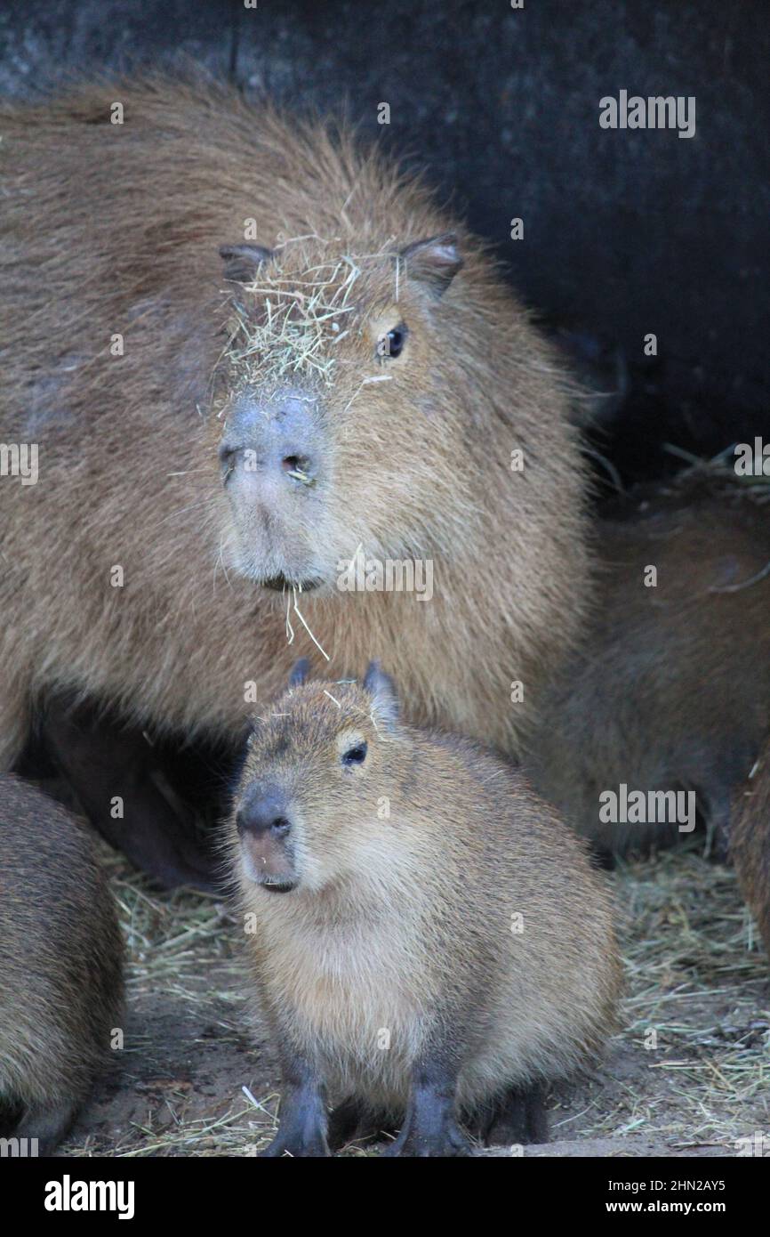Capybara inhabits savannas hi-res stock photography and images - Alamy