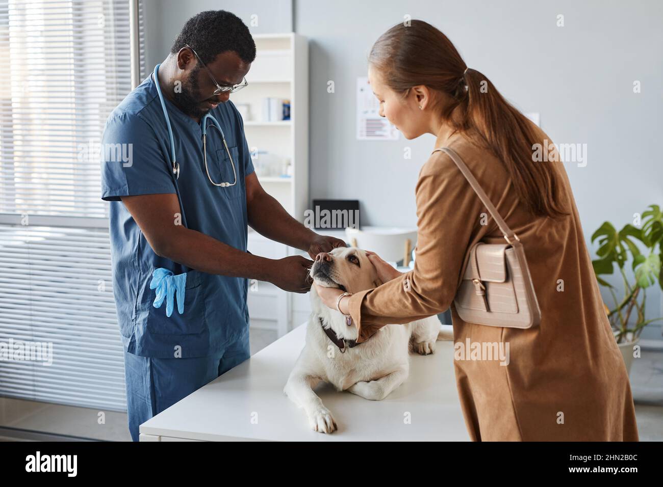 Young female owner of labrador bending over table with her pet during ...