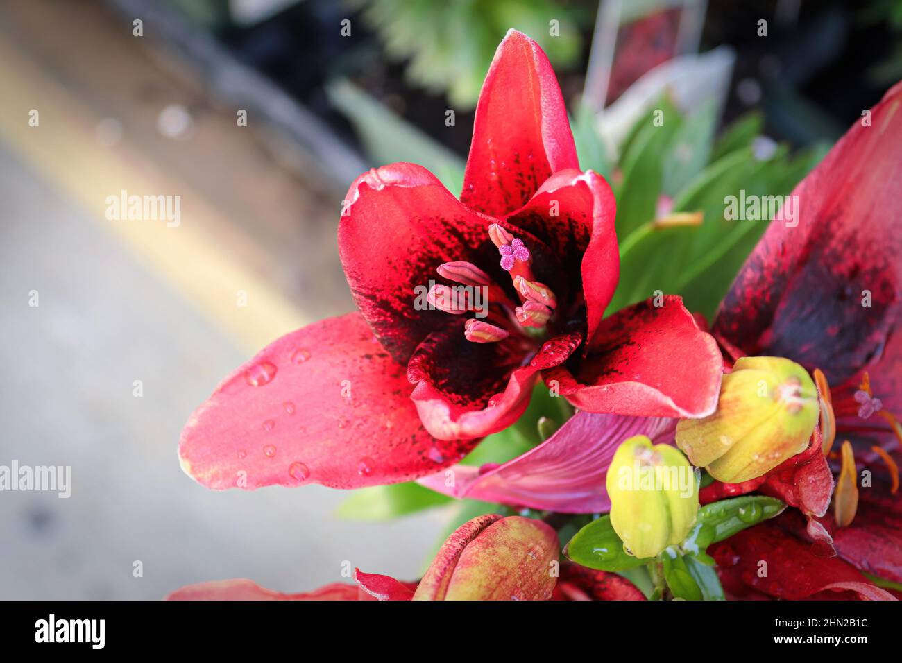 Red flower with yellow edge hi-res stock photography and images - Alamy
