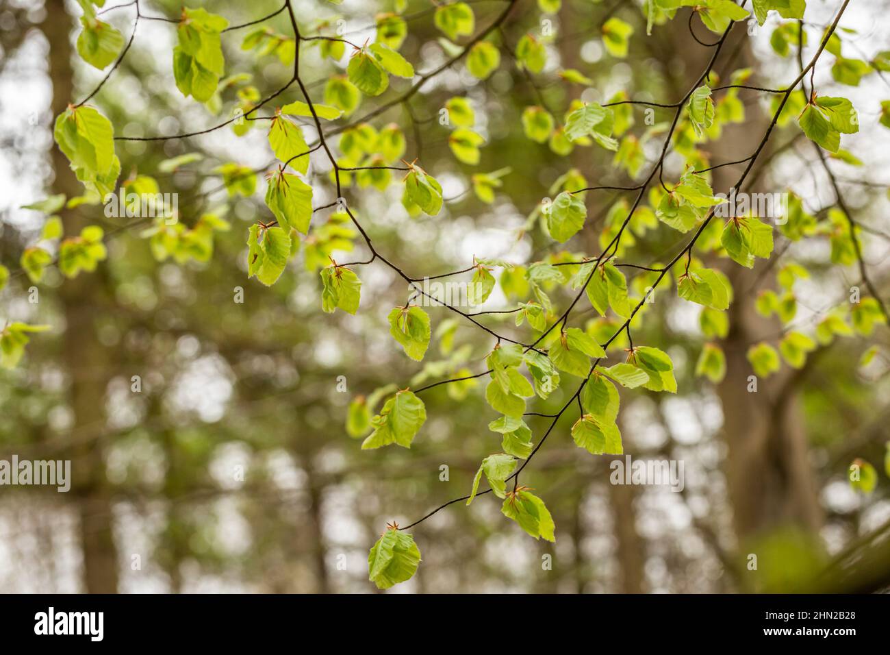 Backlit beech tree leaves Stock Photo - Alamy