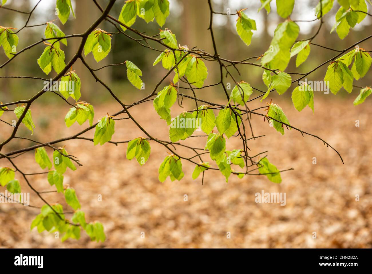 Common british tree leaves hi-res stock photography and images - Alamy