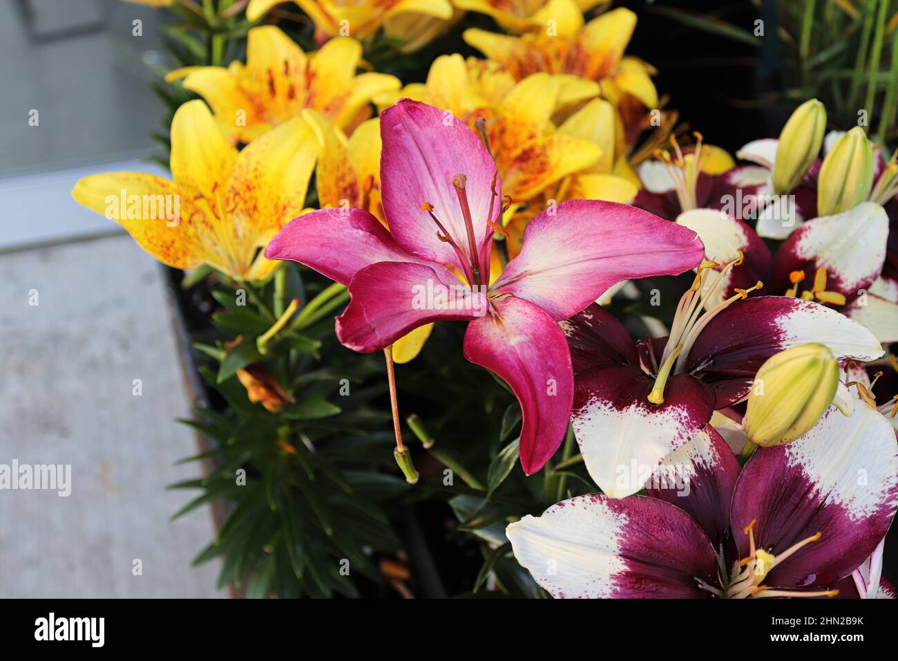Hardy Lilies High Resolution Stock Photography and Images - Alamy