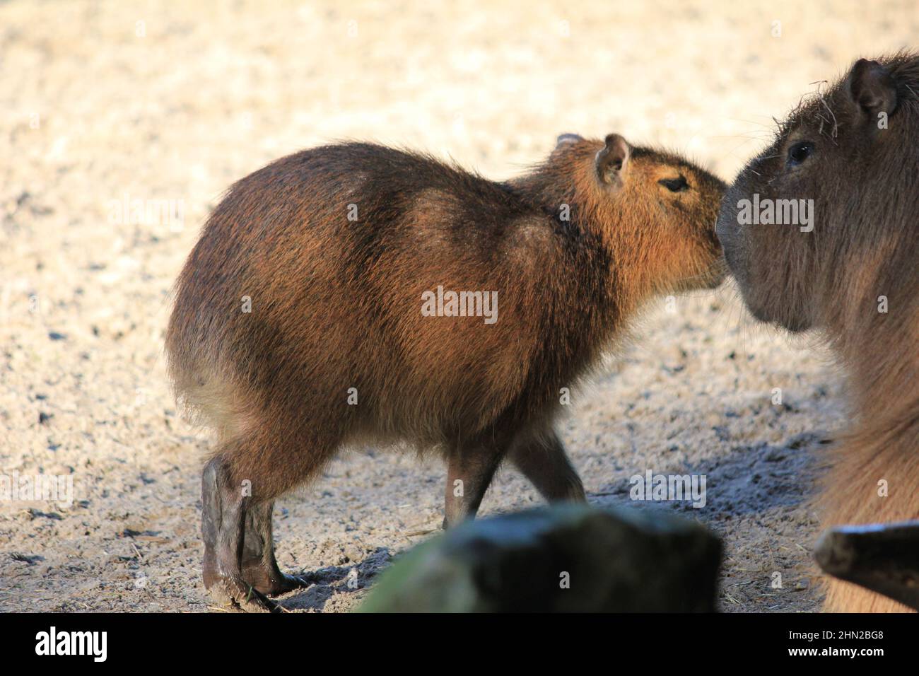 Capybara inhabits savannas hi-res stock photography and images - Alamy