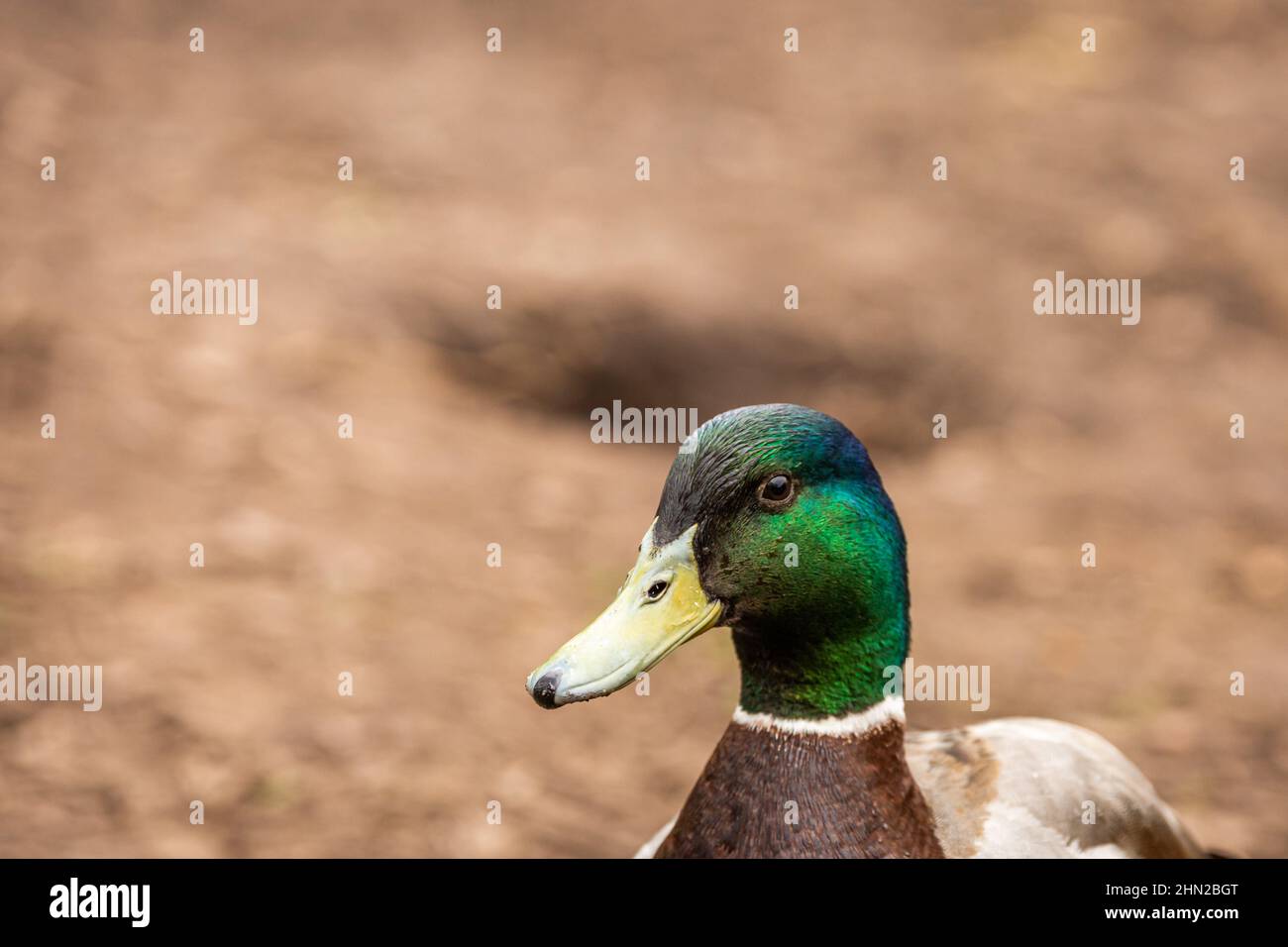 British wild duck hi-res stock photography and images - Alamy