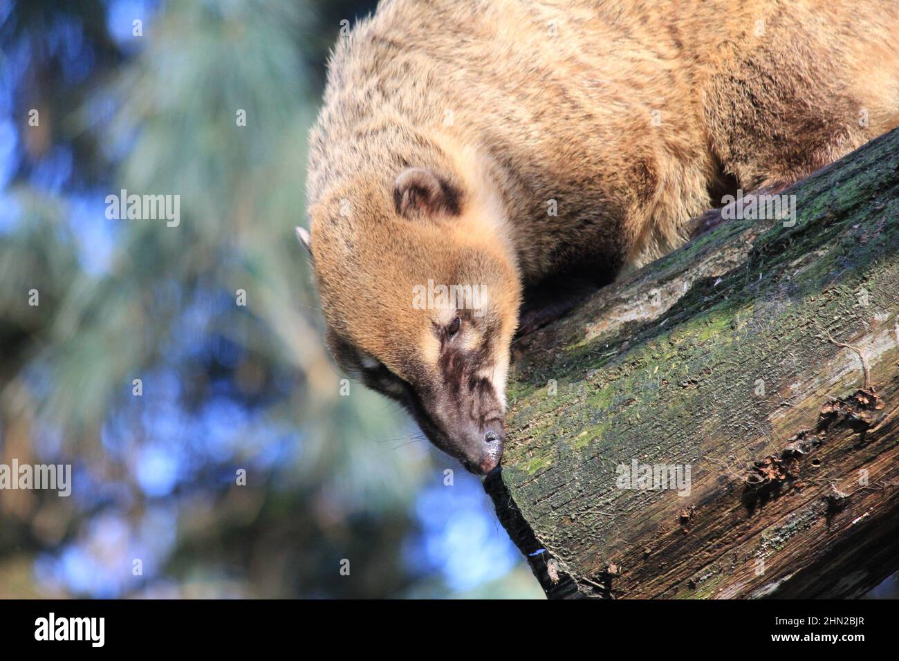 Coati animal in zoo hi-res stock photography and images - Alamy