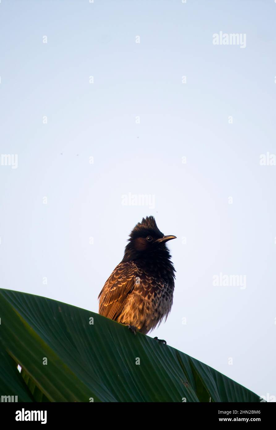 A cute red vented bulbul bird sit on a banana tree branch Stock Photo ...