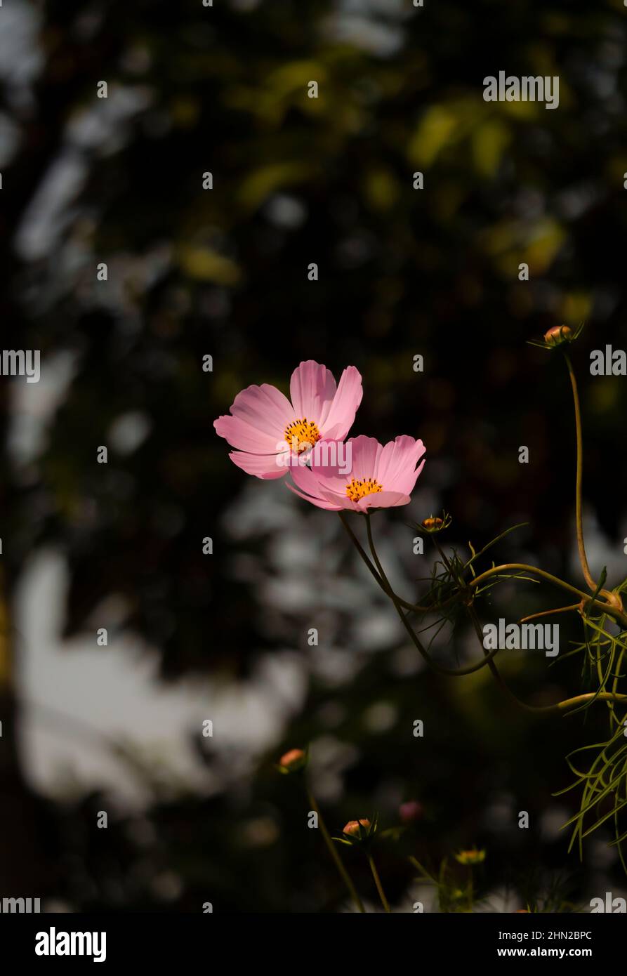 Beautiful cosmos hi-res stock photography and images - Alamy