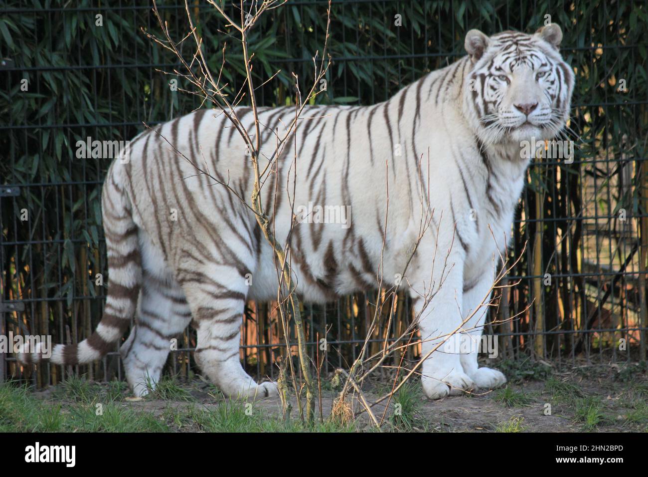 White tiger in Overloon Zoo in the Netherlands Stock Photo - Alamy