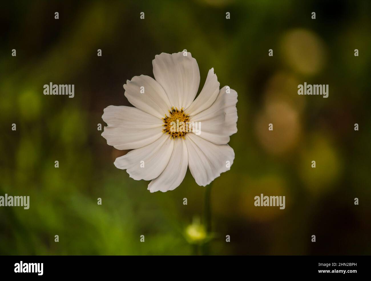 Beautiful cosmos flower hi-res stock photography and images - Alamy