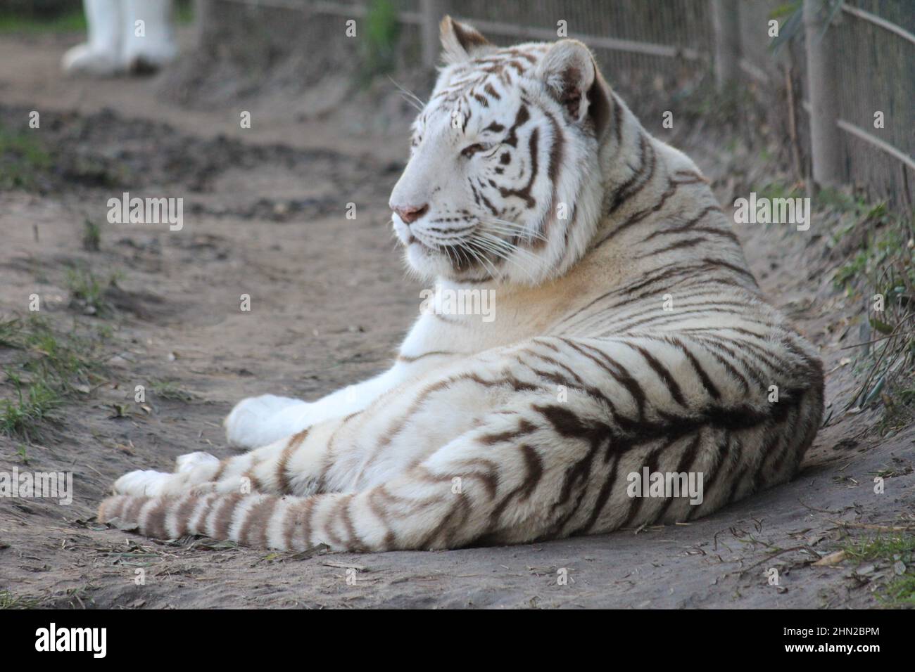 White tiger in Overloon Zoo in the Netherlands Stock Photo - Alamy
