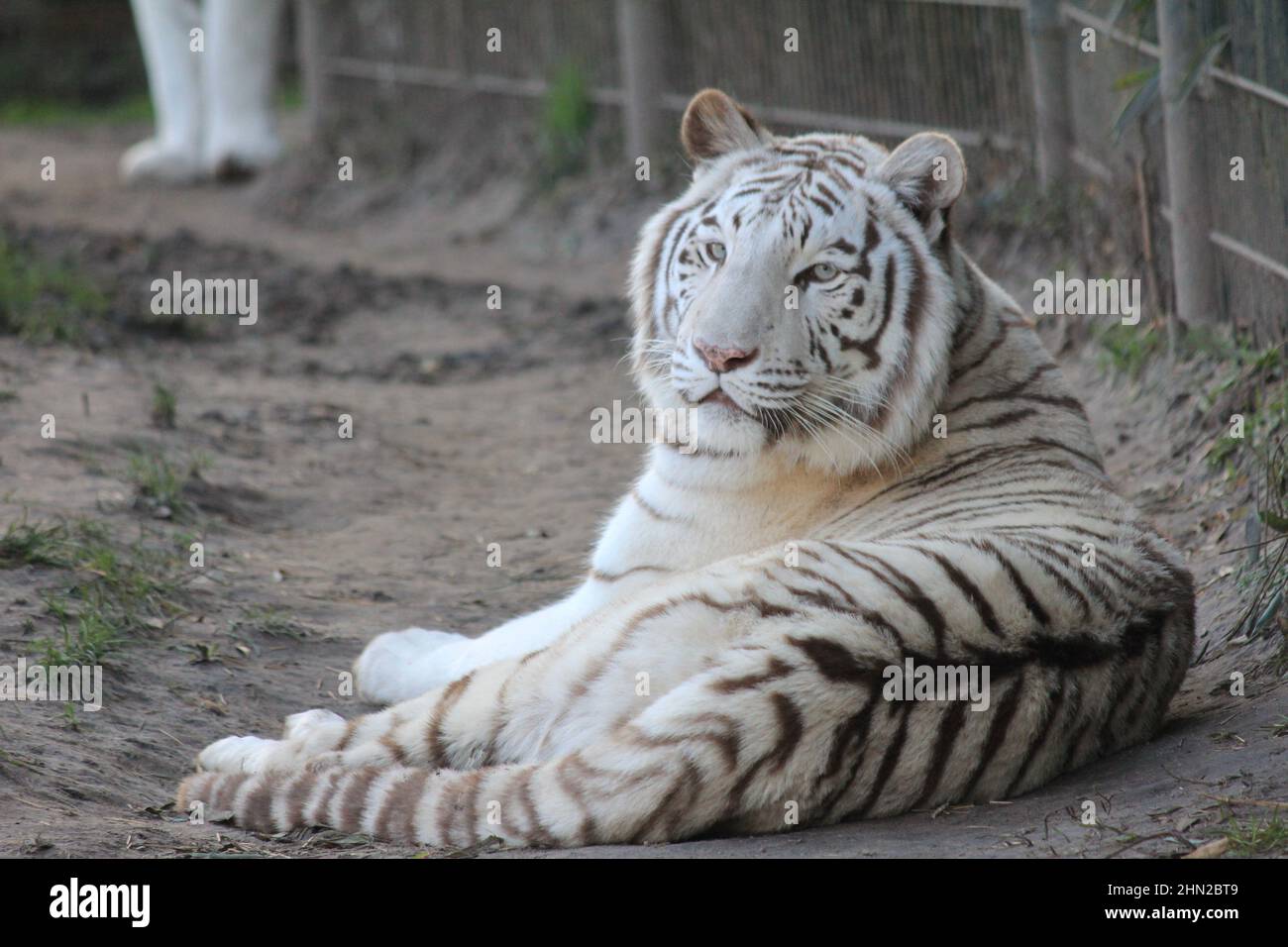 White tiger in Overloon Zoo in the Netherlands Stock Photo - Alamy