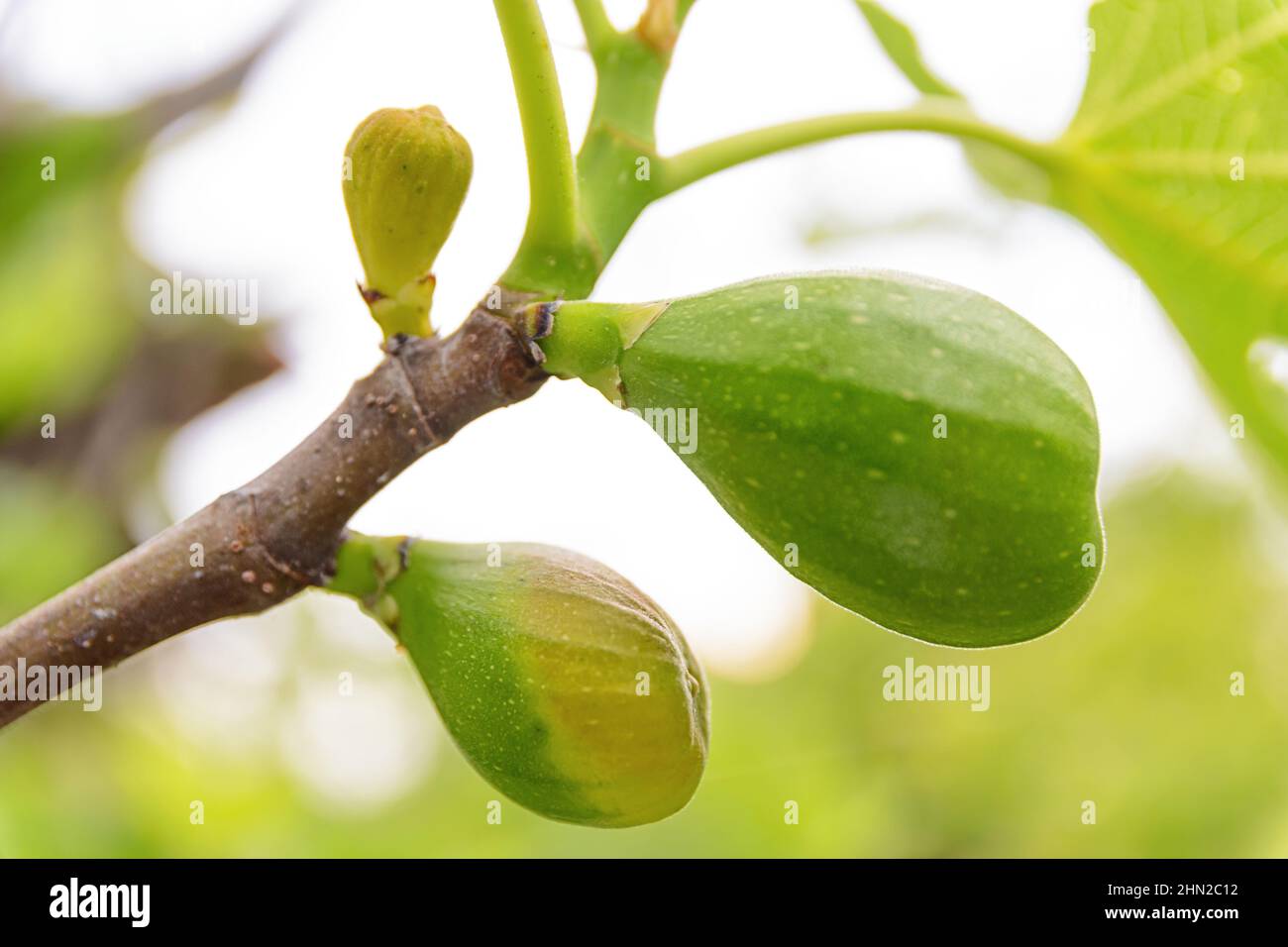 Fruit on branches fig tree hi-res stock photography and images - Alamy