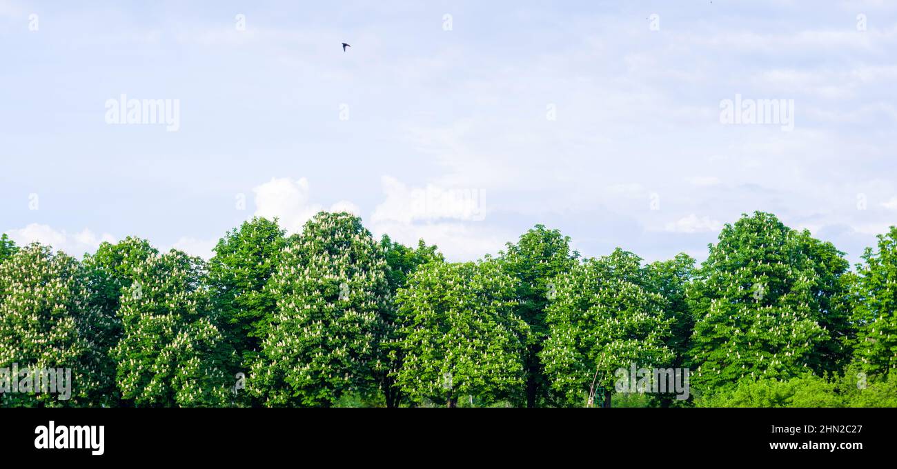 Flowering branches of chestnut Castanea sativa tree, and blue sky Stock ...