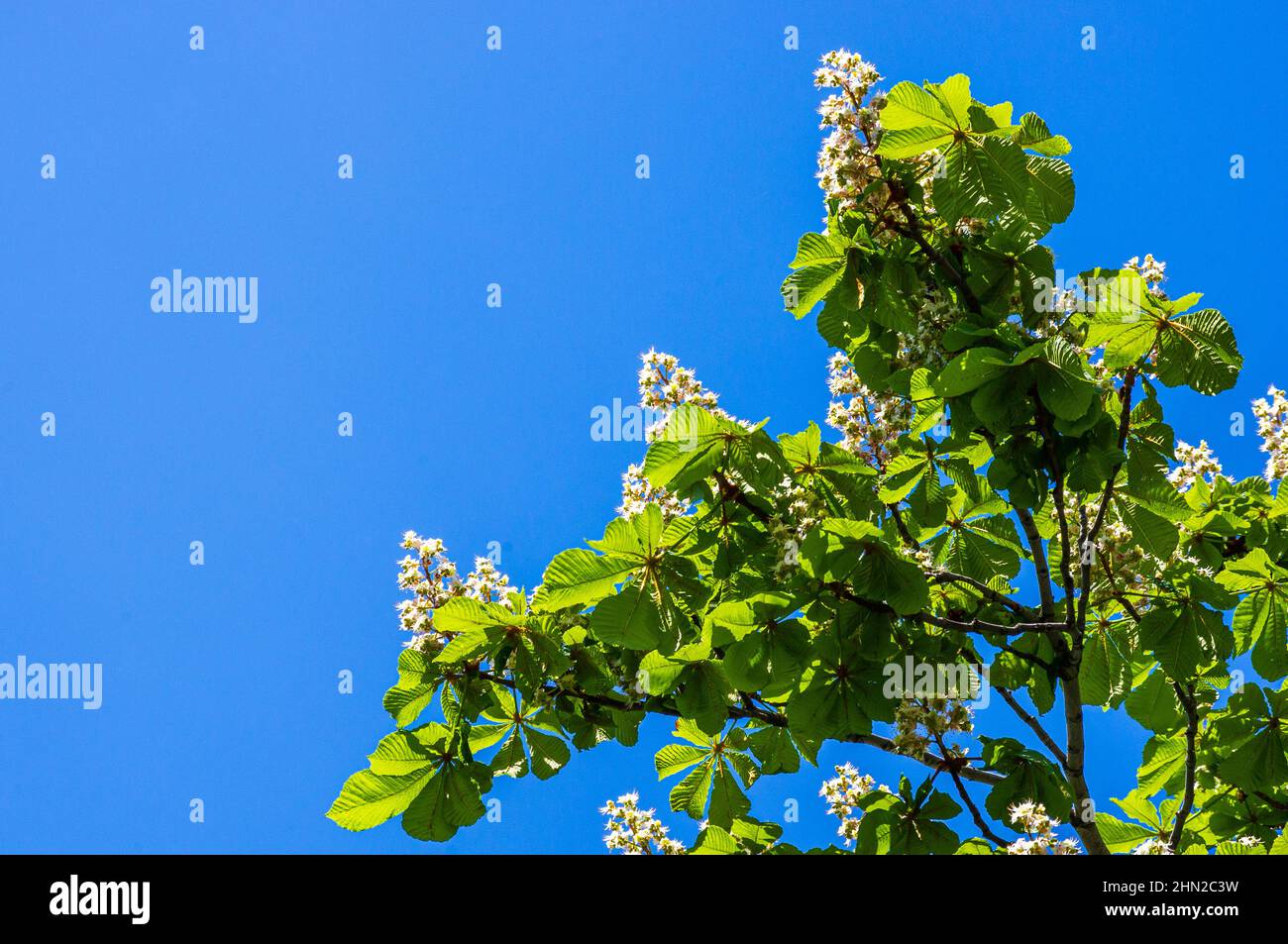Flowering branches of chestnut Castanea sativa tree, and blue sky Stock ...