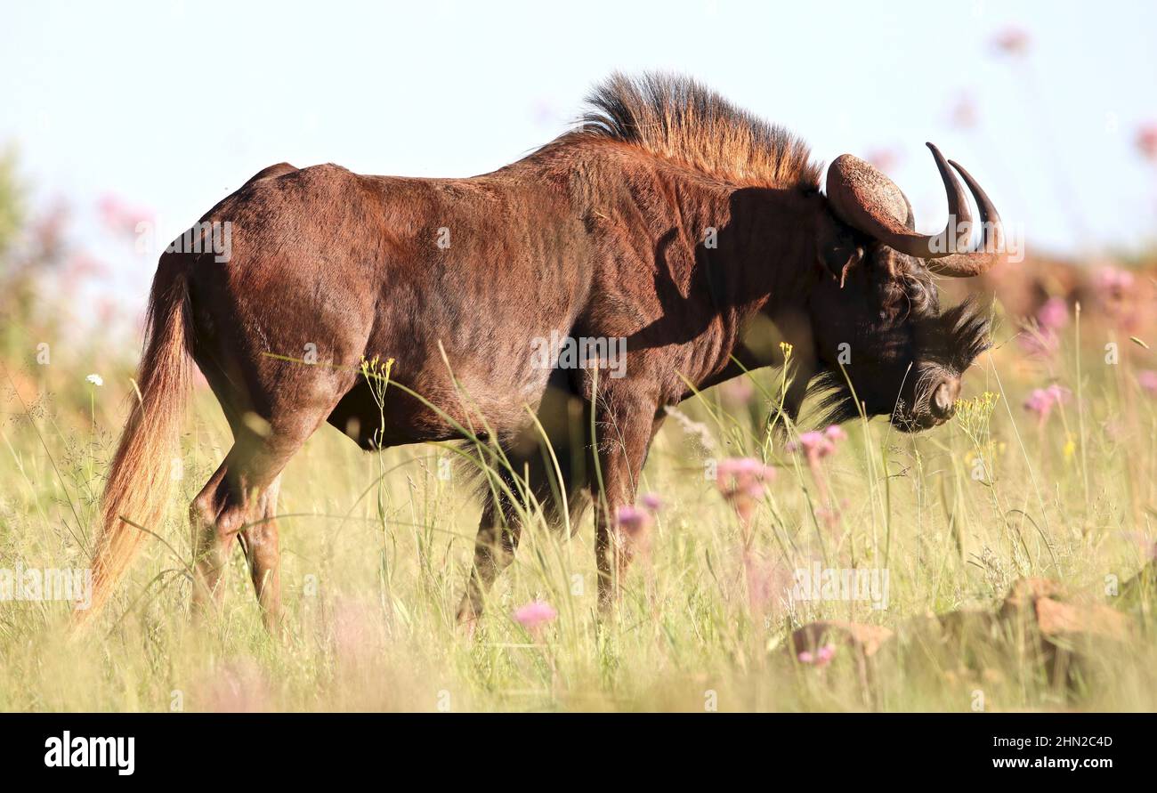 Black Wildebeest, South Africa Stock Photo - Alamy