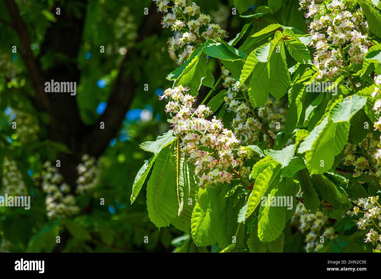 Flowering branches of chestnut Castanea sativa tree, and blue sky Stock ...