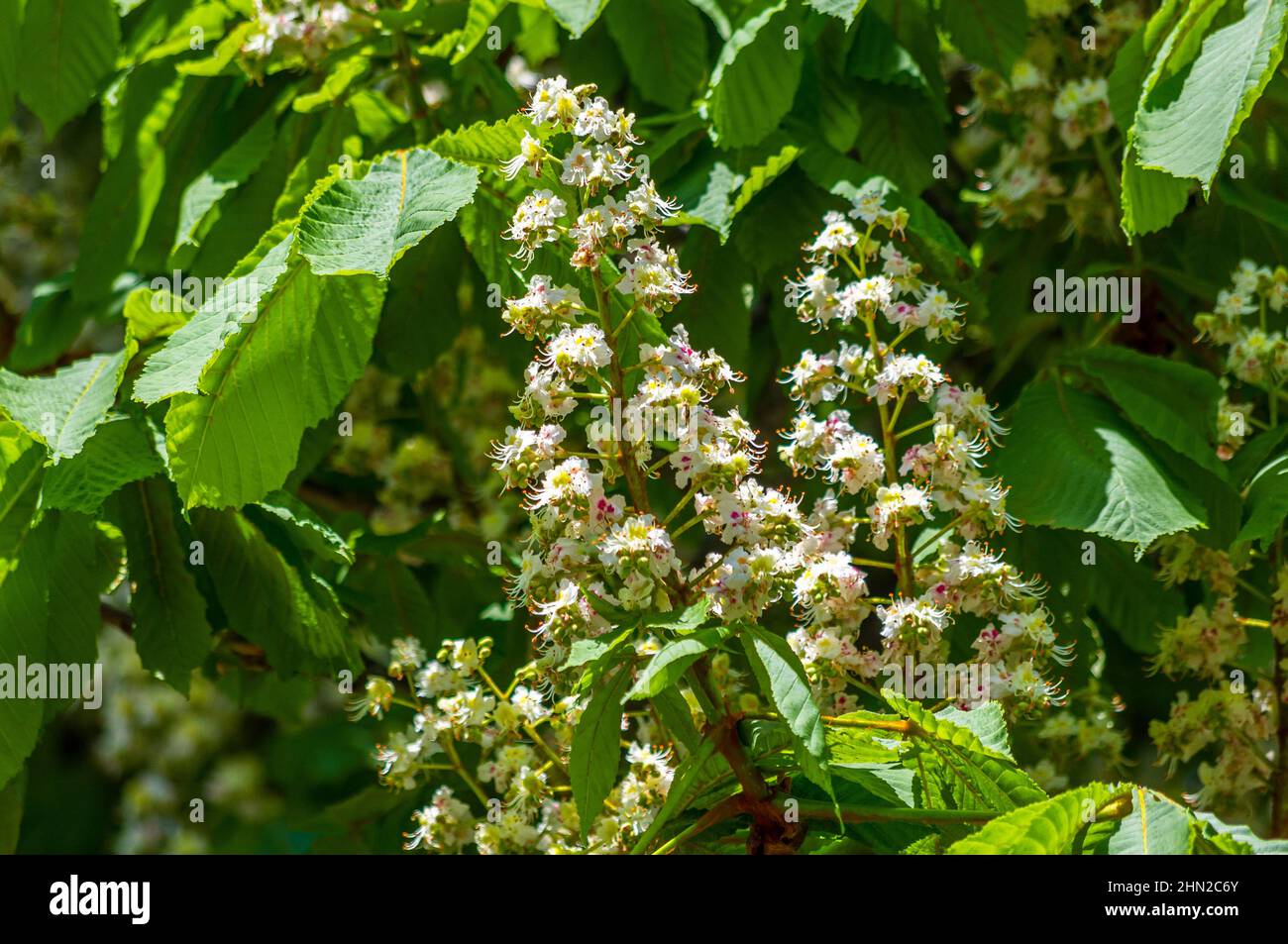 Flowering branches of chestnut Castanea sativa tree, and blue sky Stock ...