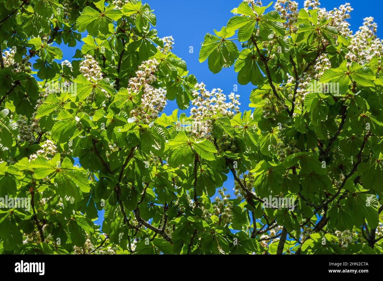 Flowering branches of chestnut Castanea sativa tree, and blue sky Stock ...