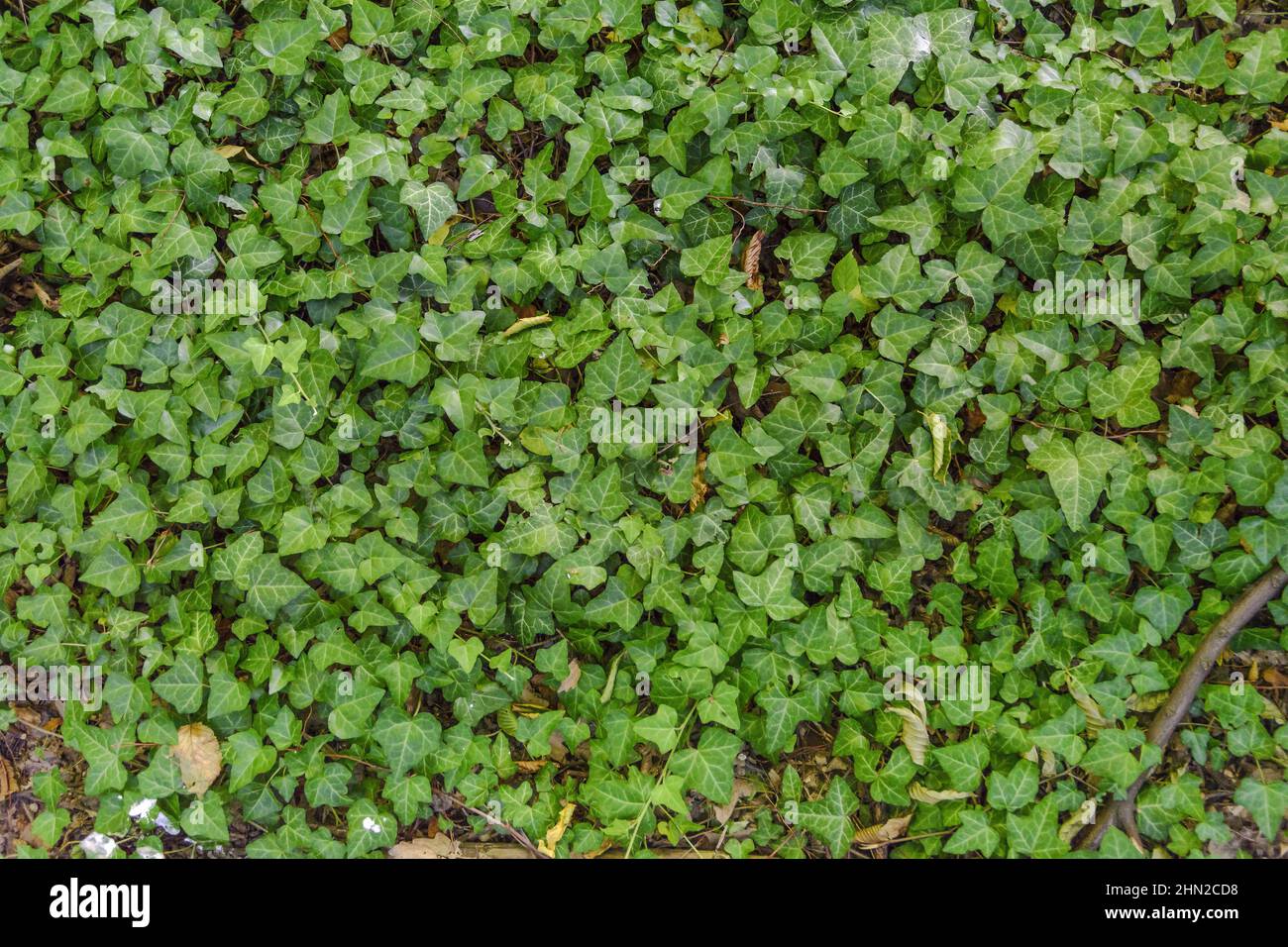 Green ivy hedge creeper on big fence wall Stock Photo - Alamy
