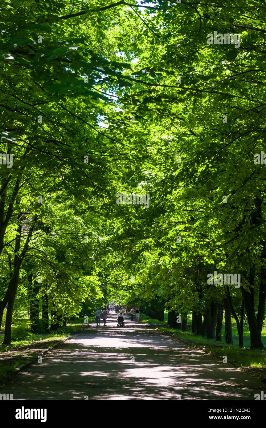 spring city Park - blooming flower and trees, bright green grass ...