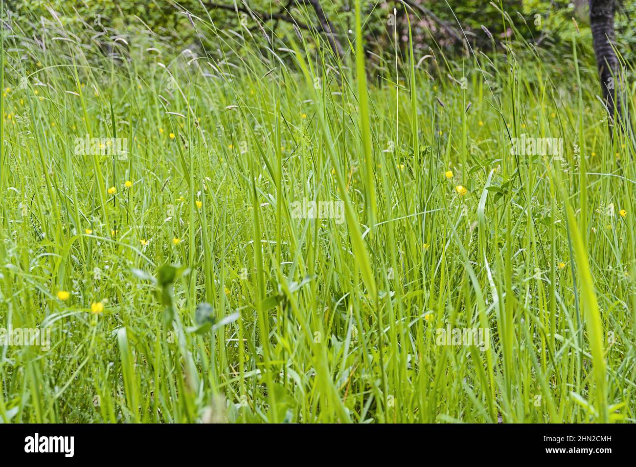 Green messy grass field in big garden - Image Stock Photo - Alamy