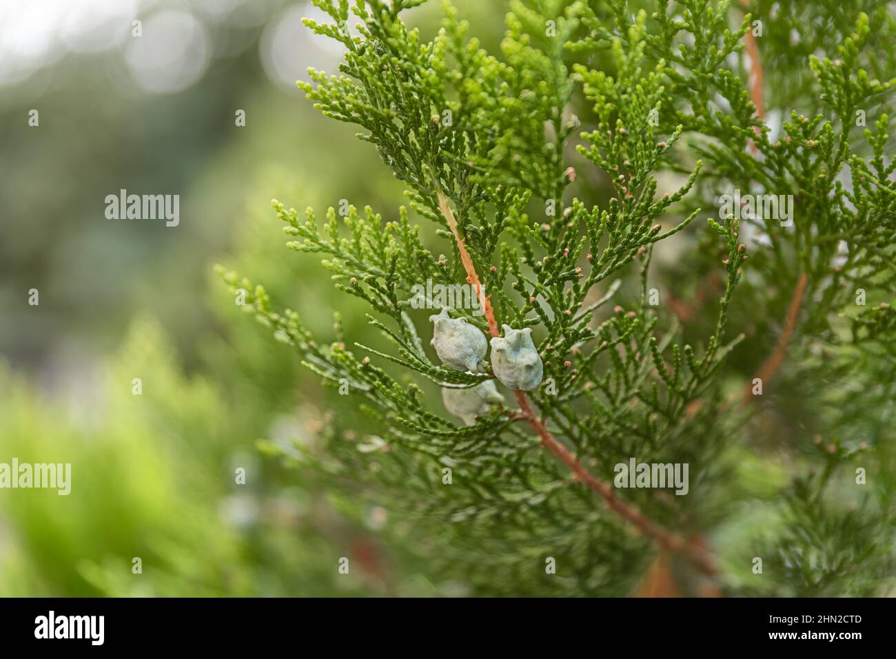 Green prickly branches of a tree or pine Stock Photo - Alamy