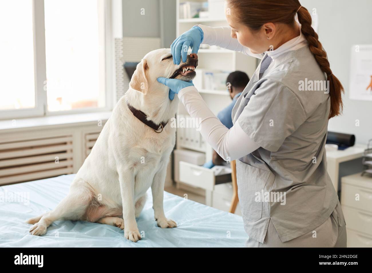 Young female veterinarian examining teeth of sick labrador patient ...