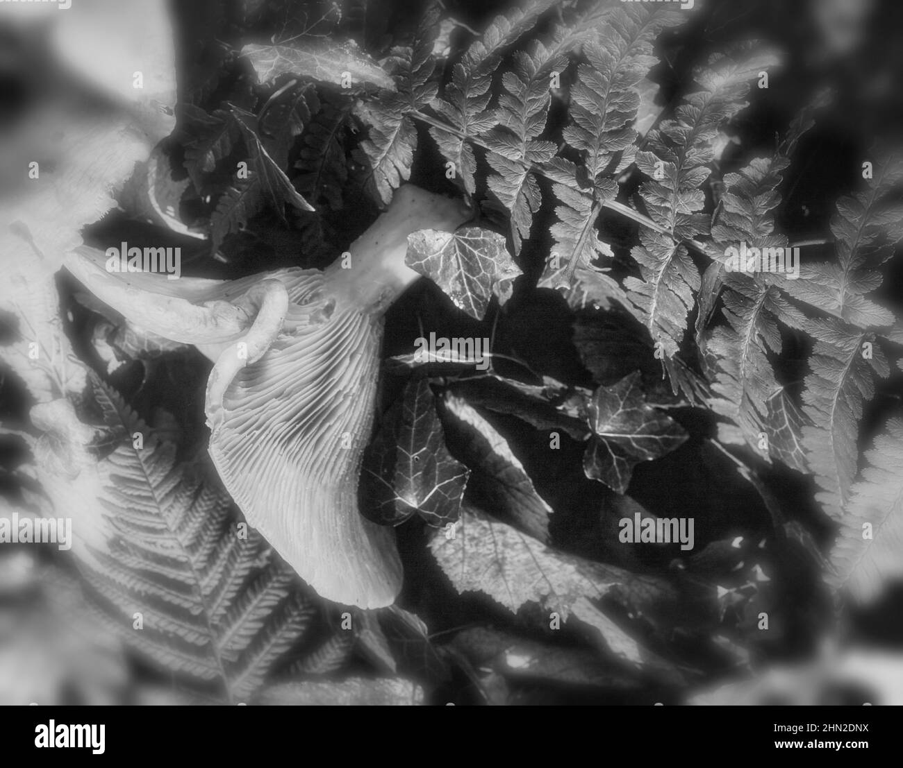 Choas, abstract patterns and textures in nature and the environment ...