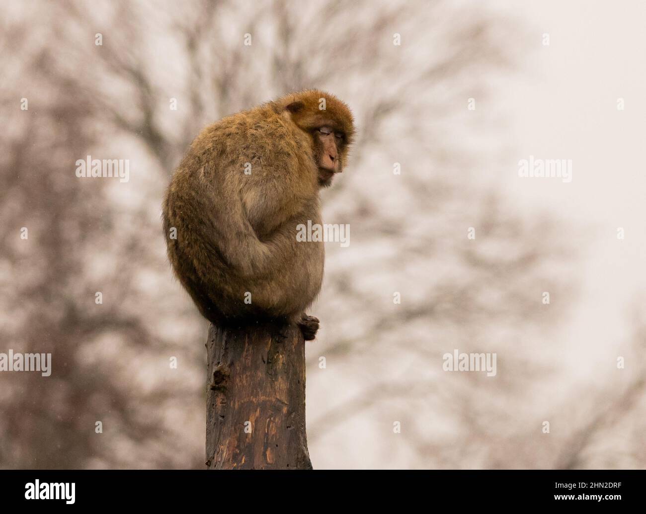 Closeup of a Macaque from behind sitting on a tree Stock Photo - Alamy