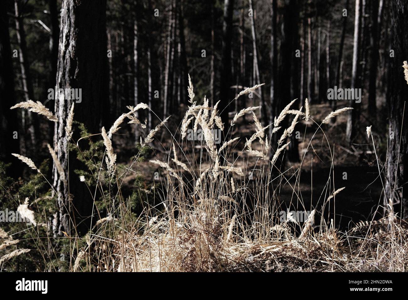 Closeup shot of dry sweetgrasses on a hike trail in Tyrol Stock Photo ...