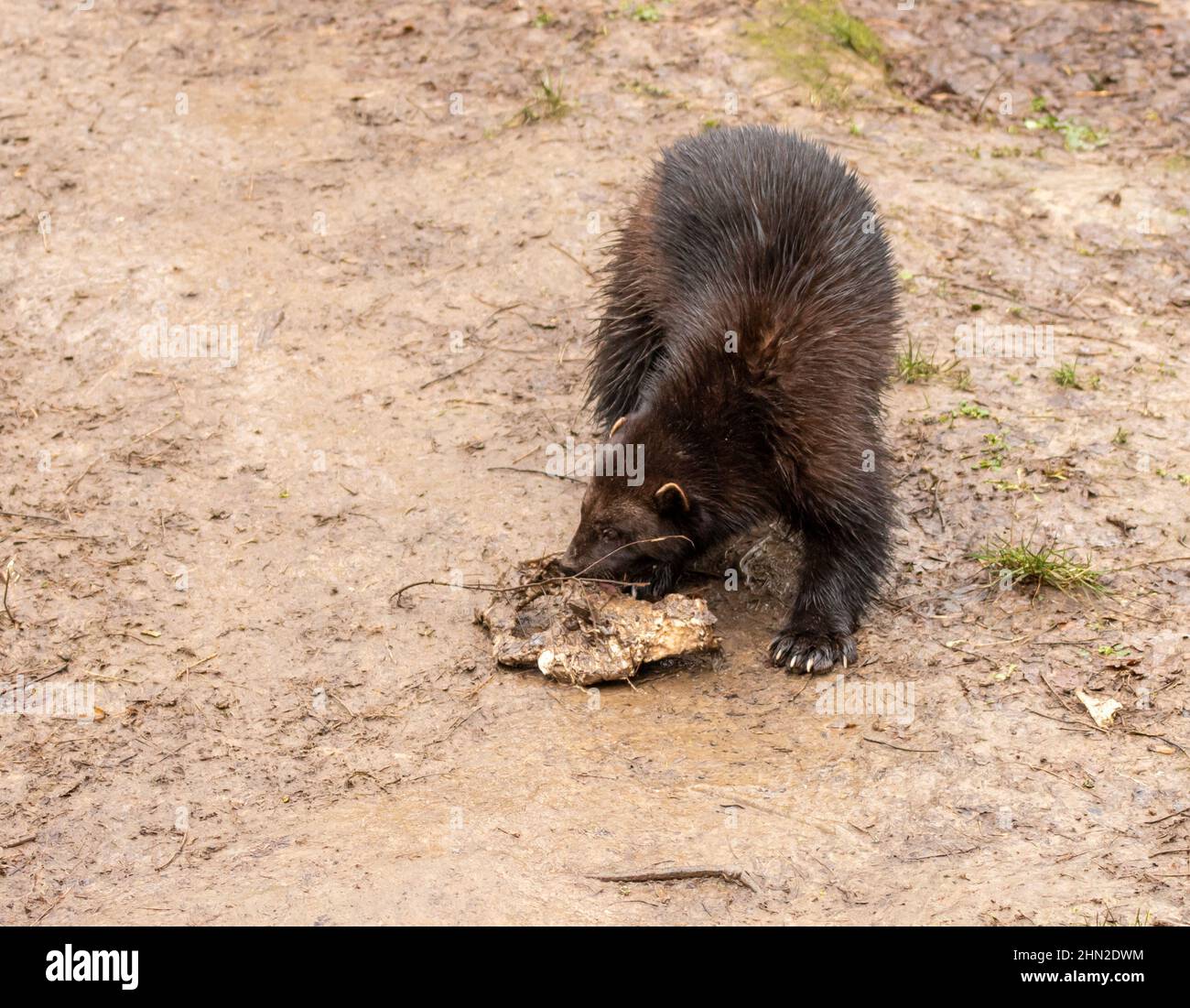 Wolverine young hi-res stock photography and images - Alamy