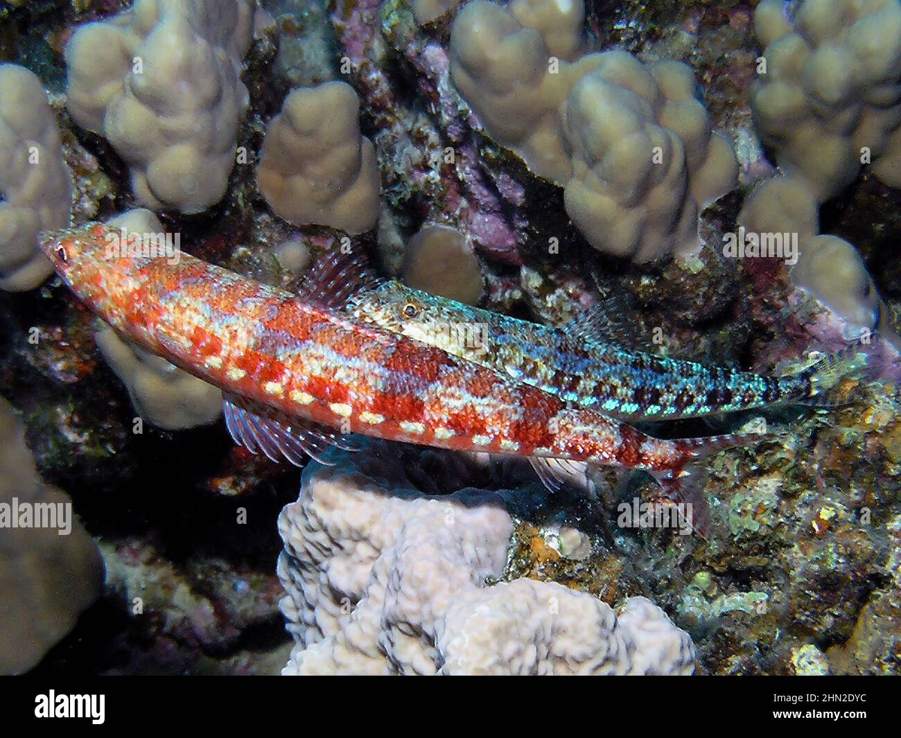 Variegated Lizardfish (Synodus variegatus) in the Red Sea, Egypt Stock ...
