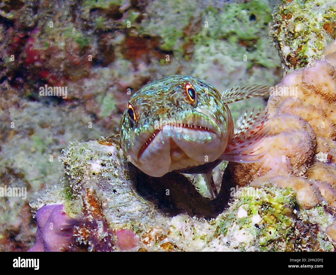 Variegated Lizardfish (Synodus variegatus) in the Red Sea, Egypt Stock ...