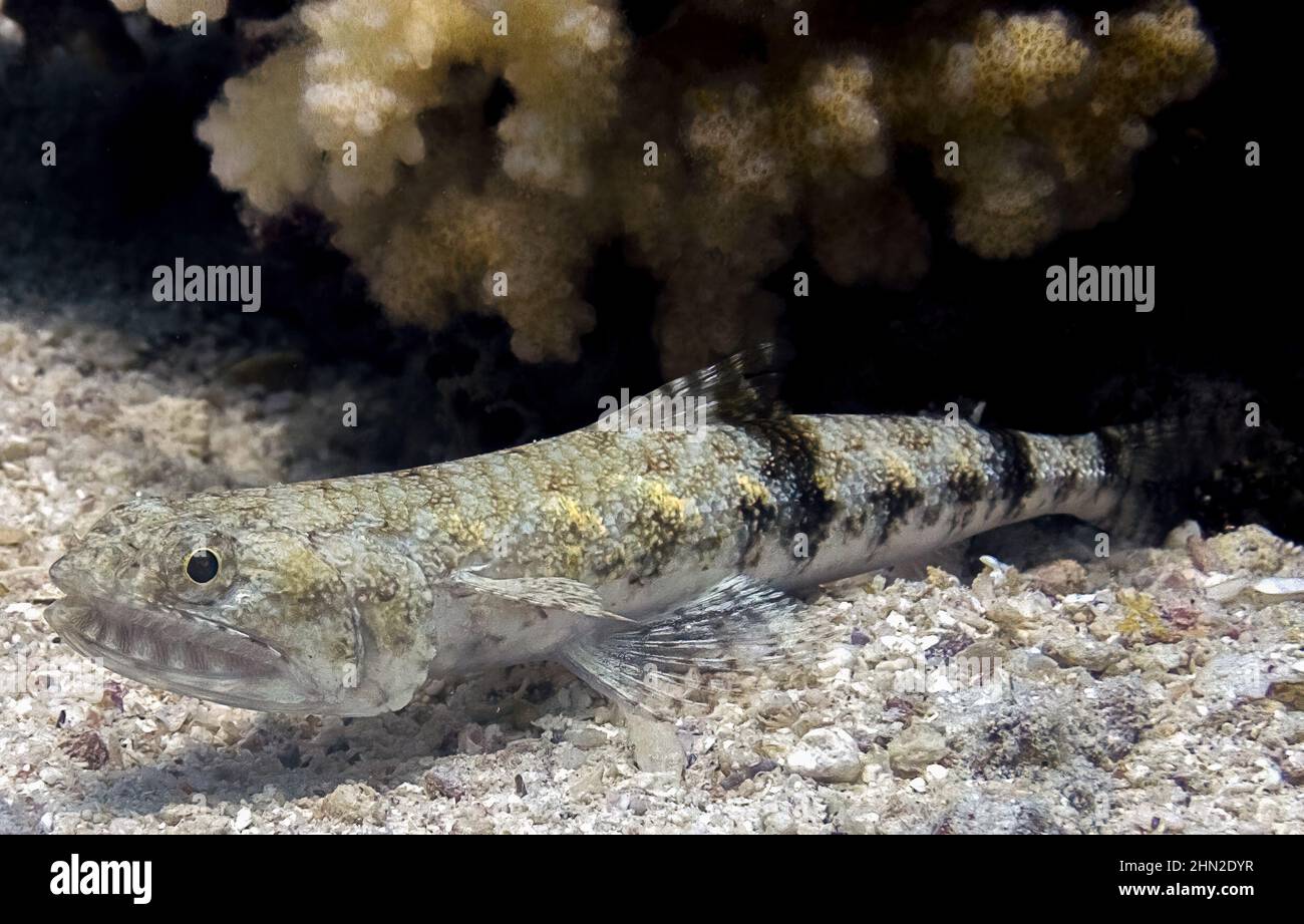 Variegated Lizardfish (Synodus variegatus) in the Red Sea, Egypt Stock ...