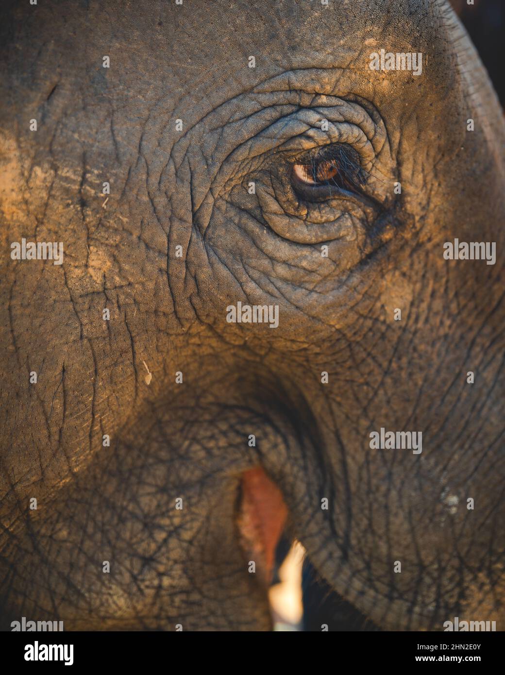 Vertical closeup shot of details on an elephant face Stock Photo - Alamy