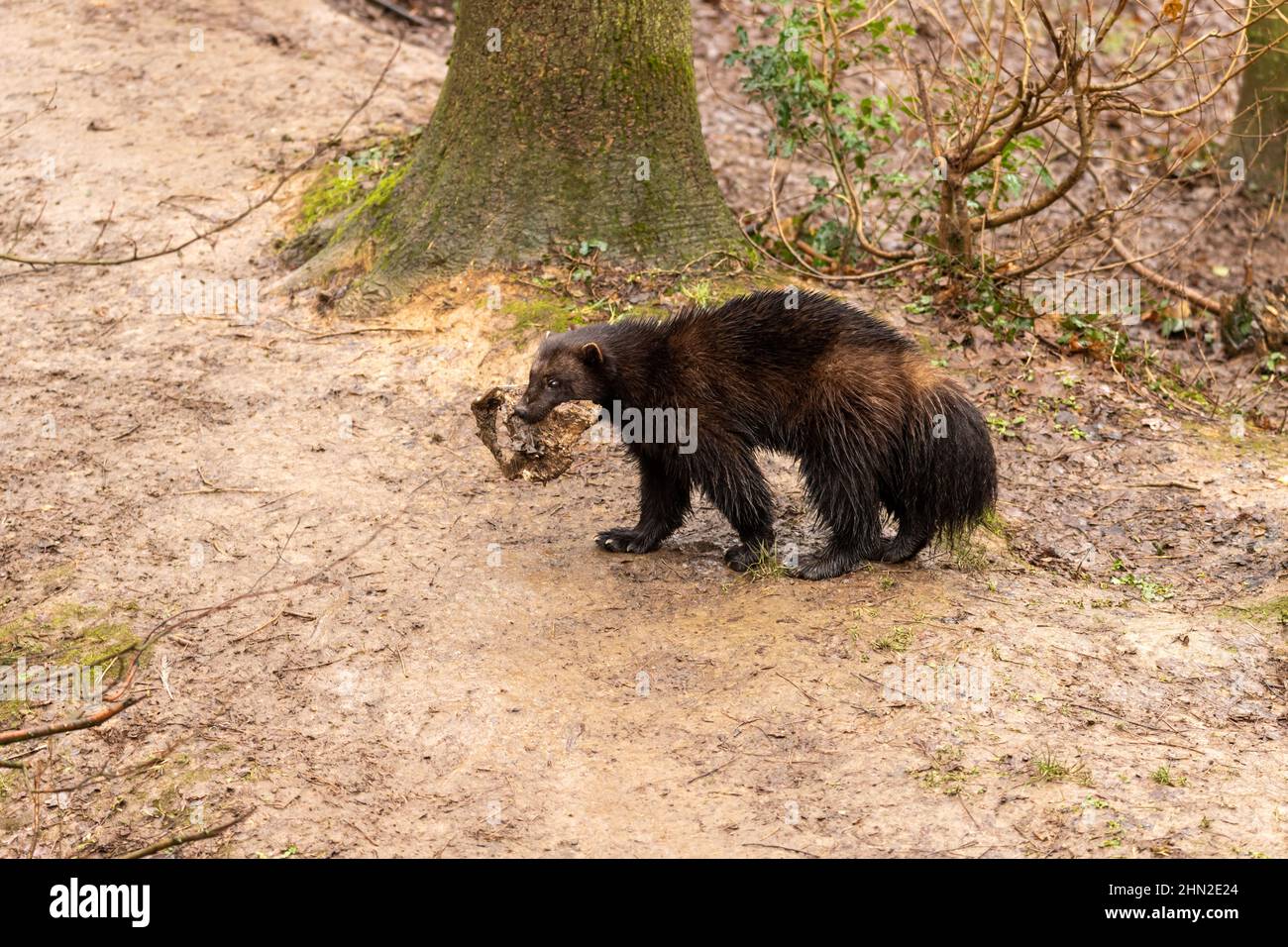 Wolverine young hi-res stock photography and images - Alamy