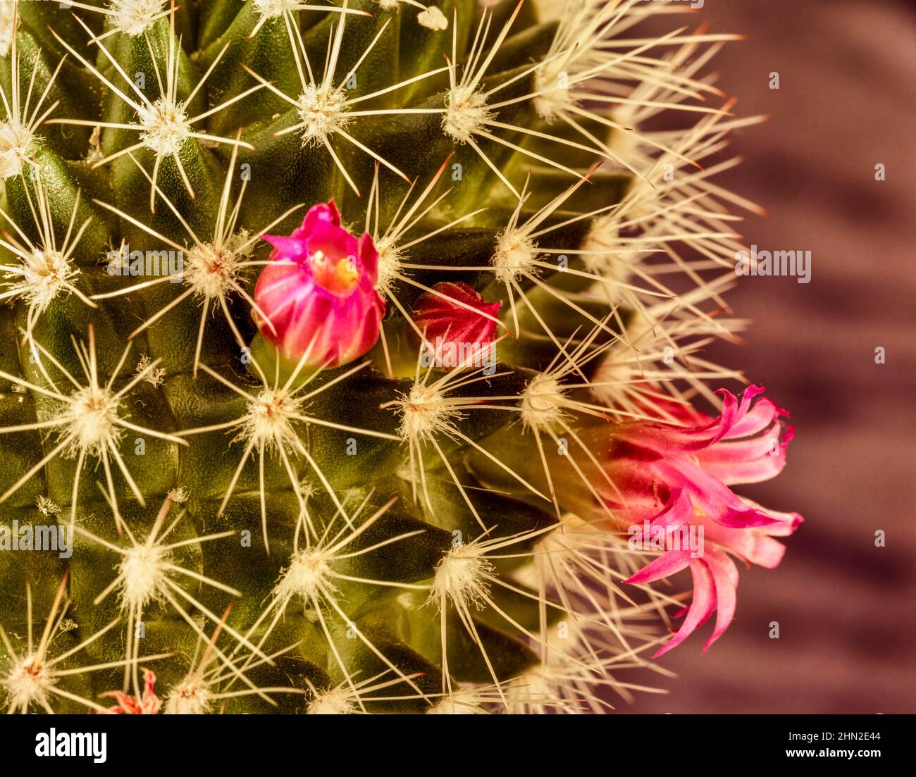 Patterns and textures in nature as a concept illustrated by a macro ...