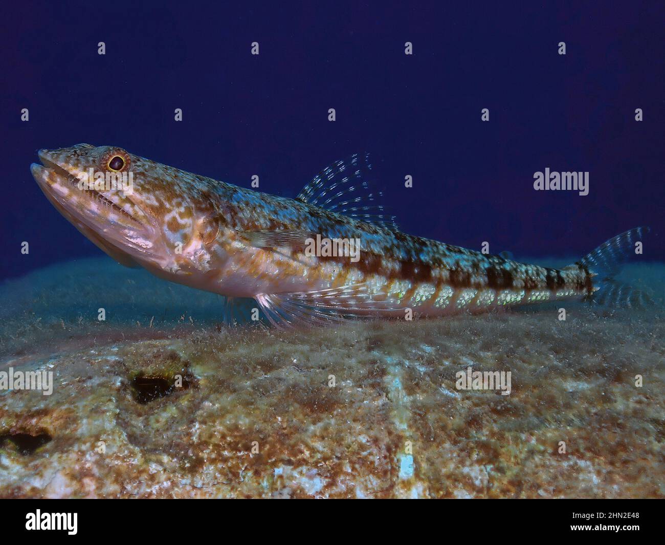 Variegated Lizardfish (Synodus variegatus) in the Red Sea, Egypt Stock ...