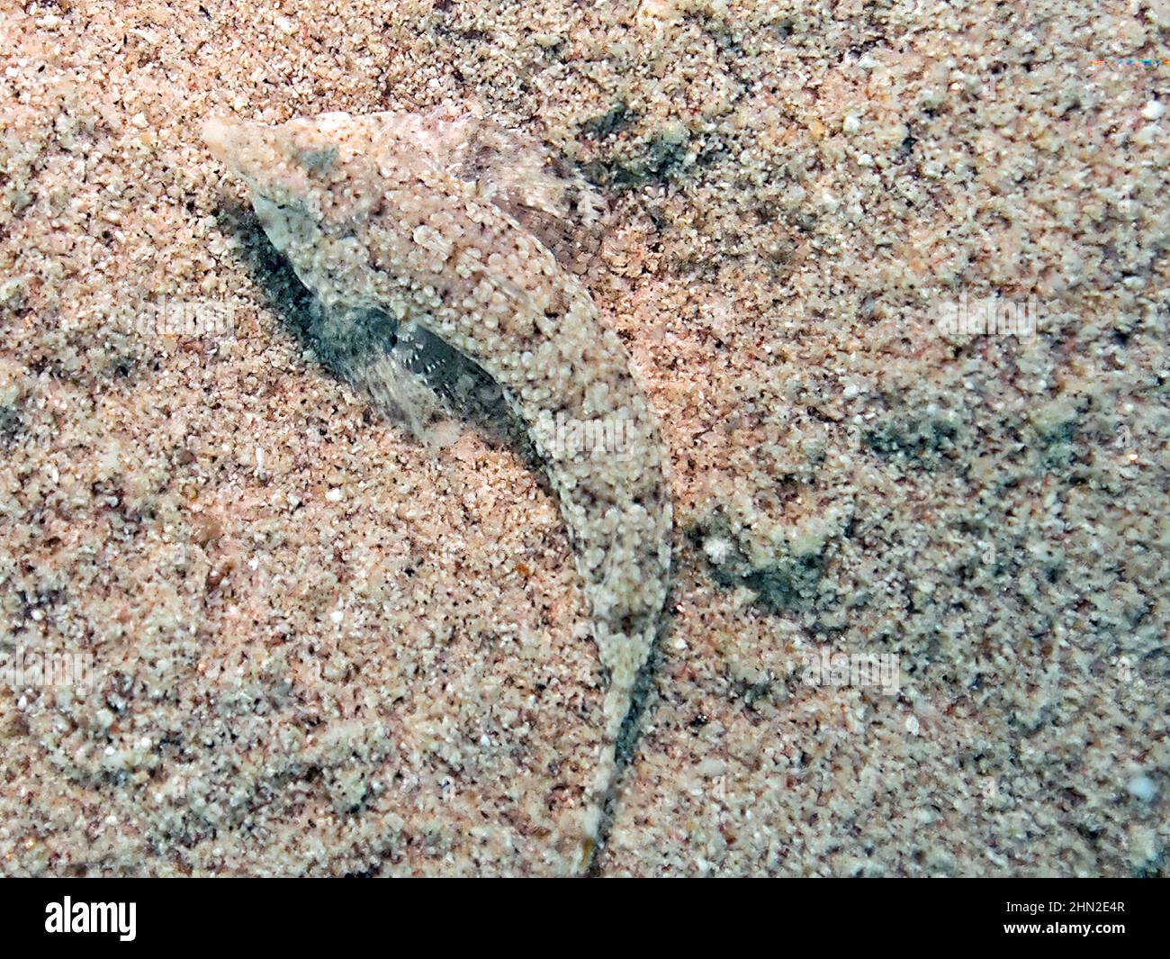 A Sailfin Dragonet (Callionymus pusillus) in the Red Sea, Egypt Stock ...