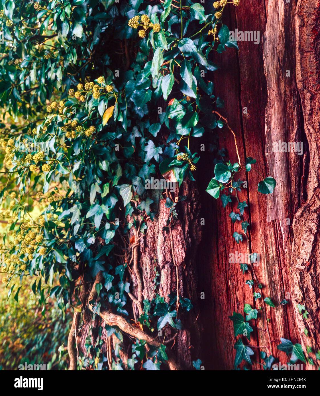 Patterns and textures in nature, intimate landscape of tree patterns ...