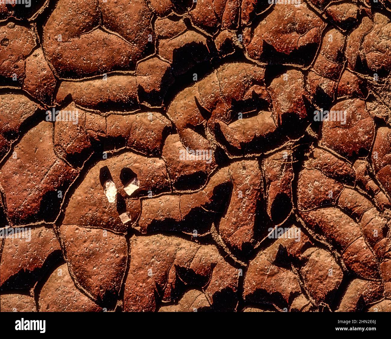 macro drought dried mud pattern with small shells as contrast, natural ...