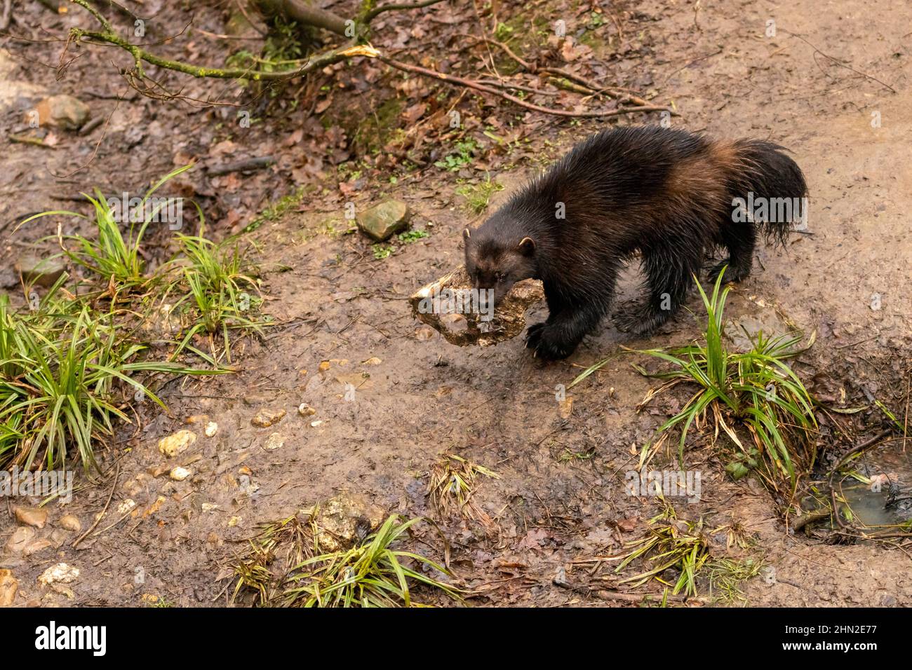 Wolverine young hi-res stock photography and images - Alamy