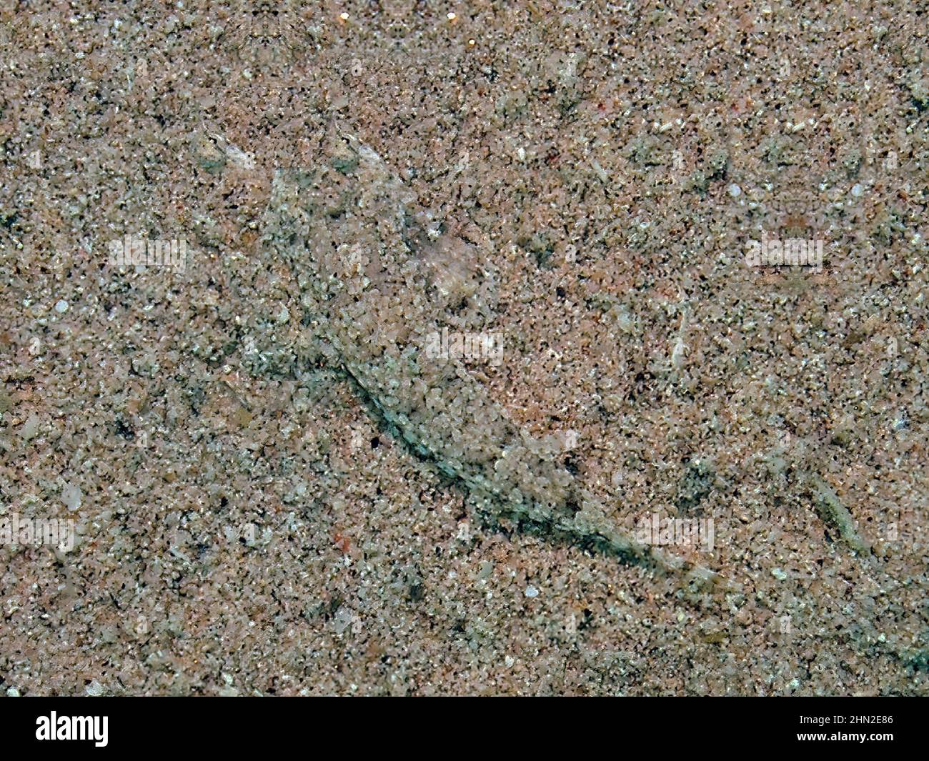 A Sailfin Dragonet (Callionymus pusillus) in the Red Sea, Egypt Stock ...