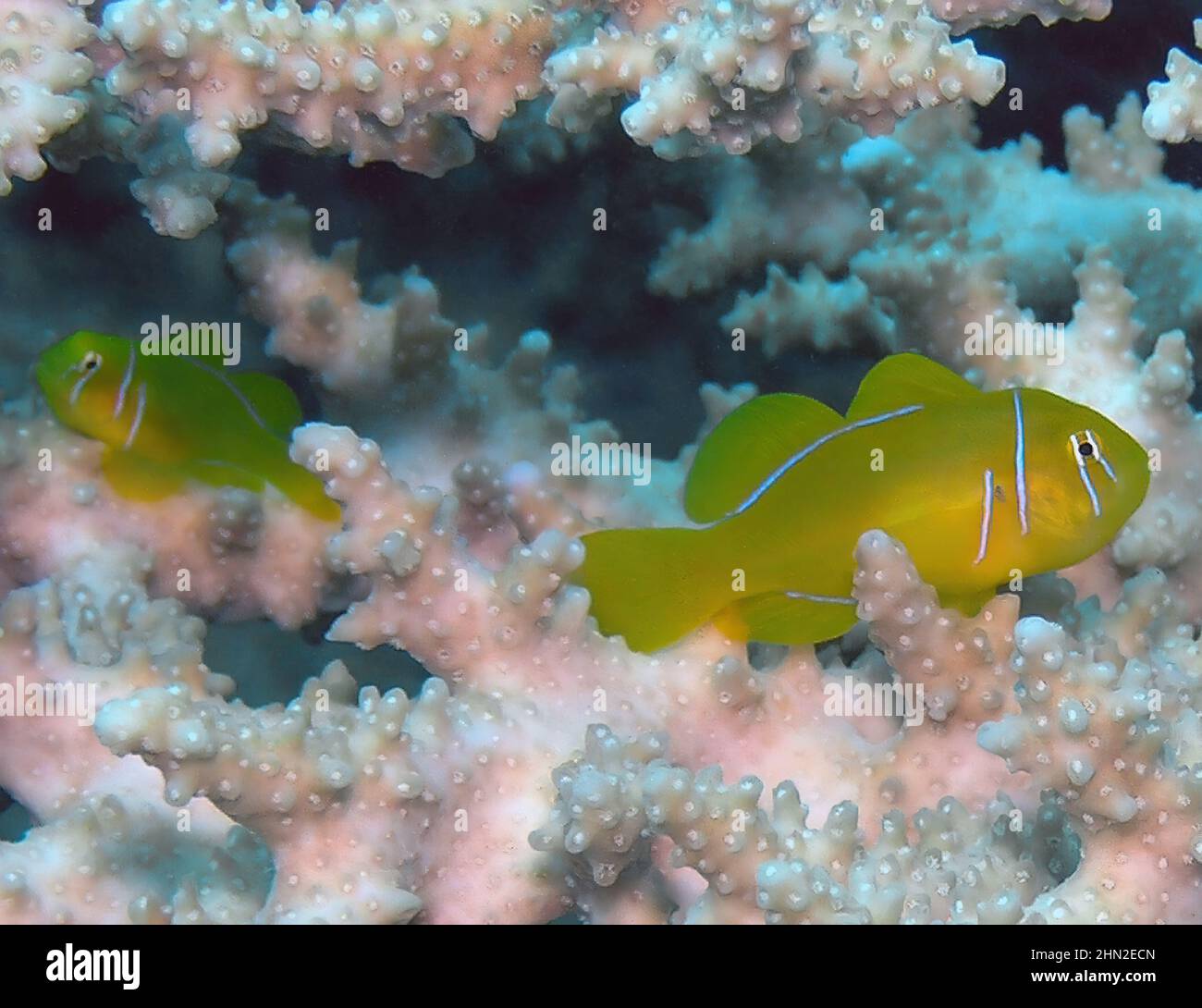 Lemon Coral Goby (Gobiodon citrinus) in the Red Sea, Egypt Stock Photo ...