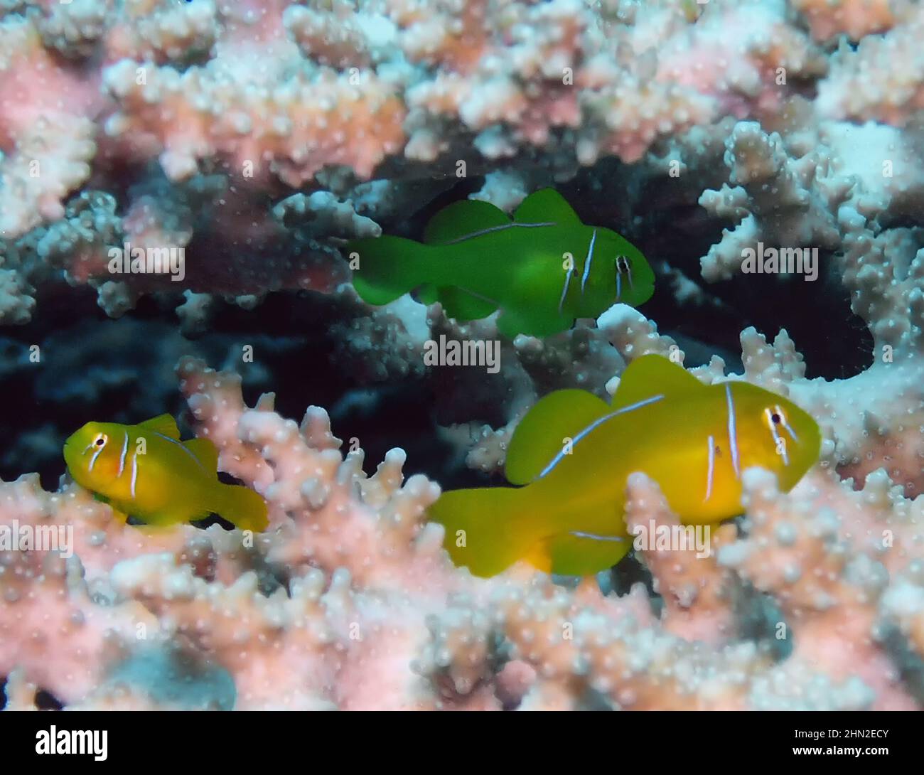 Lemon Coral Goby (Gobiodon citrinus) in the Red Sea, Egypt Stock Photo ...