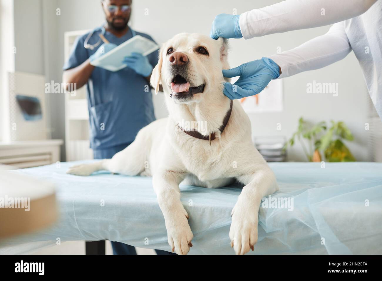 Cute white labrador puppy lying on medical table during ear examination ...